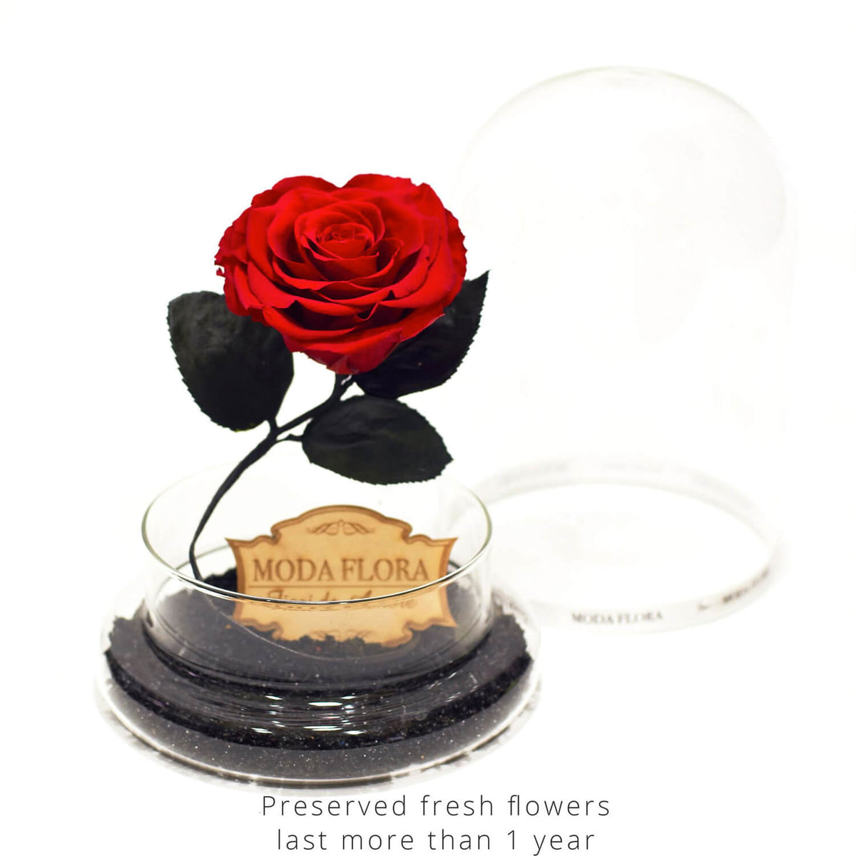 No.1 Preserved Florist in HK| MODA FLORA Preserved Flowers 高級保鮮花店
